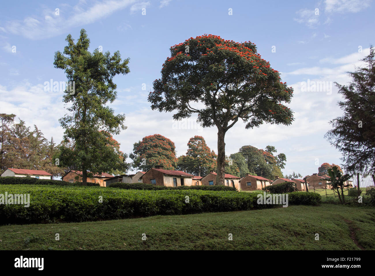 Kisii highlands kenya hi-res stock photography and images - Alamy