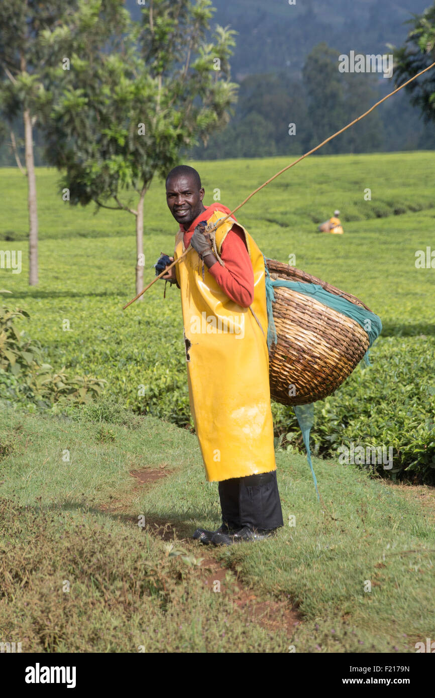 Tea Picking worker Kenya Highlands Stock Photo - Alamy