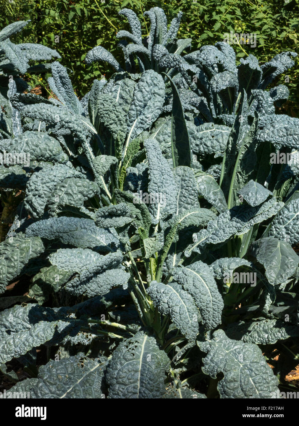 Edible wild kale hi-res stock photography and images - Alamy