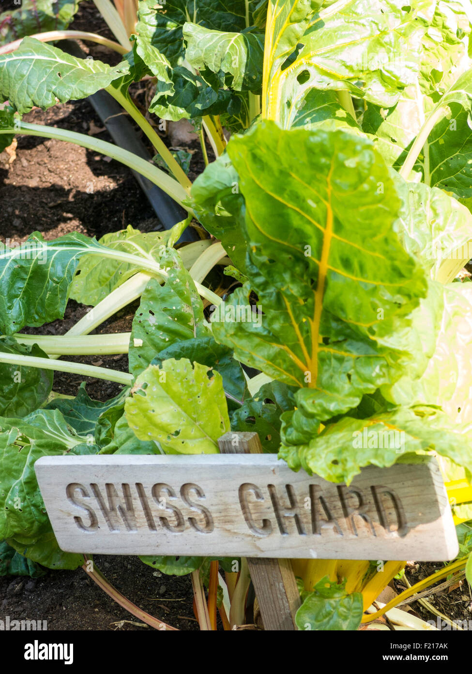 Vegetable farm sign hi-res stock photography and images - Alamy