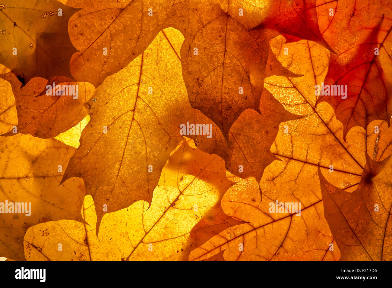 Bright autumn leaves, background Stock Photo - Alamy