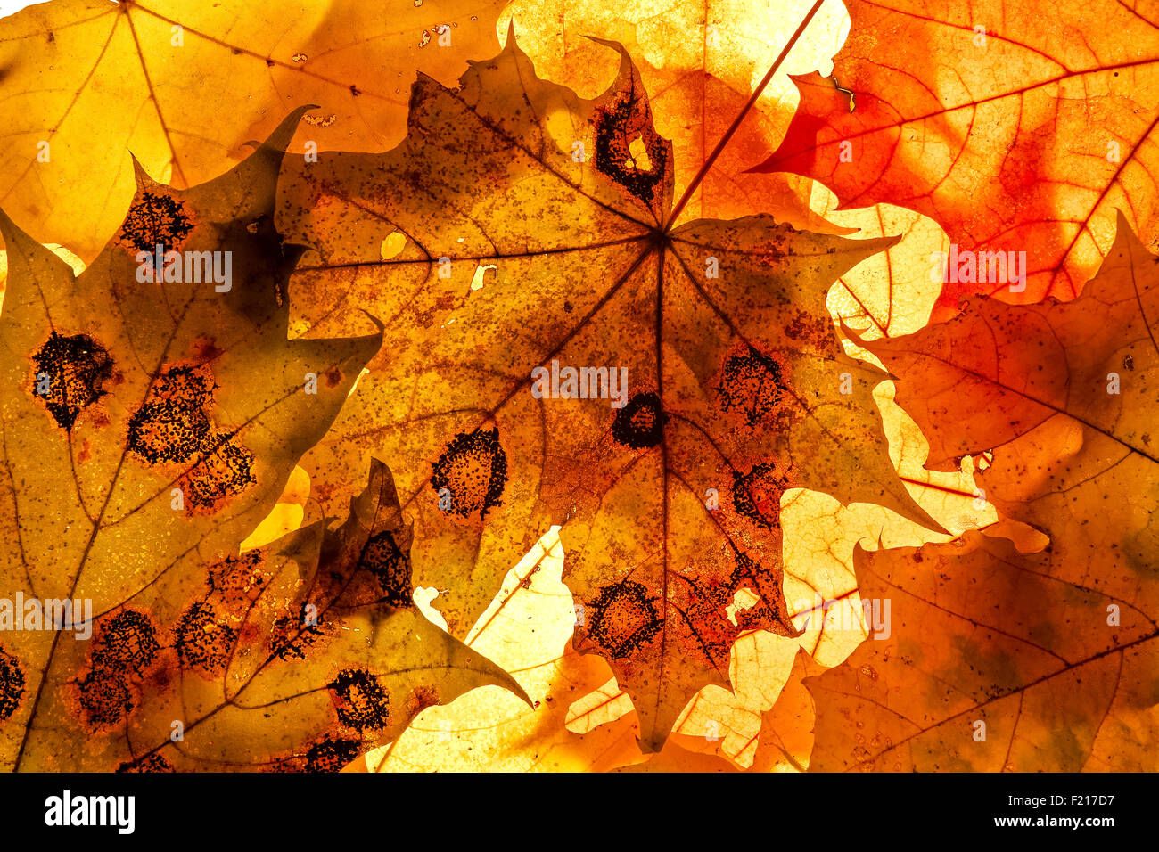 Bright autumn leaves, background Stock Photo - Alamy
