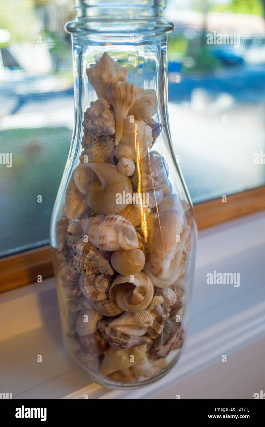 Conchology hi-res stock photography and images - Alamy