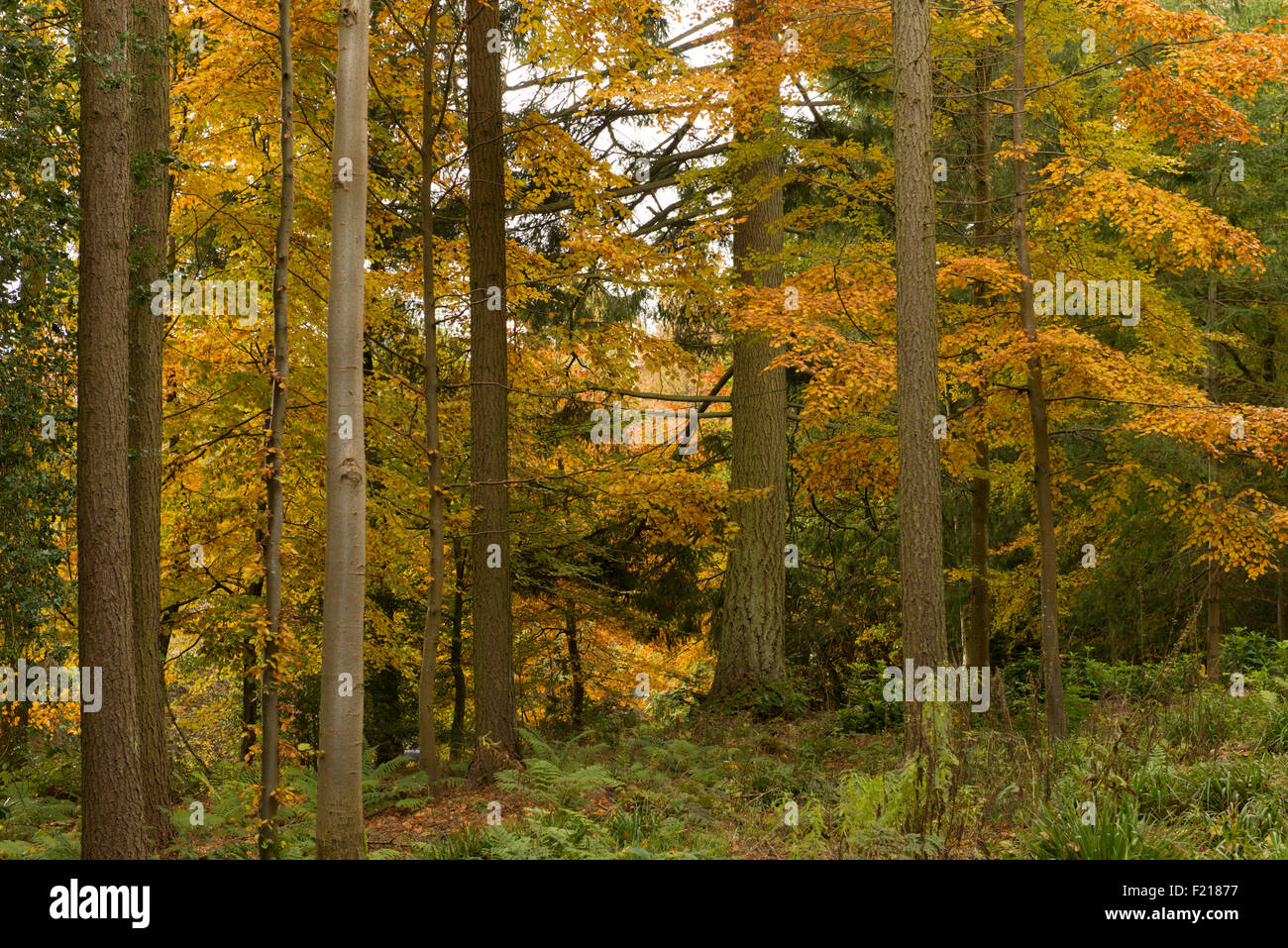 Autumn color trees near Selkirk,Borders,Scotland,UK Stock Photo - Alamy