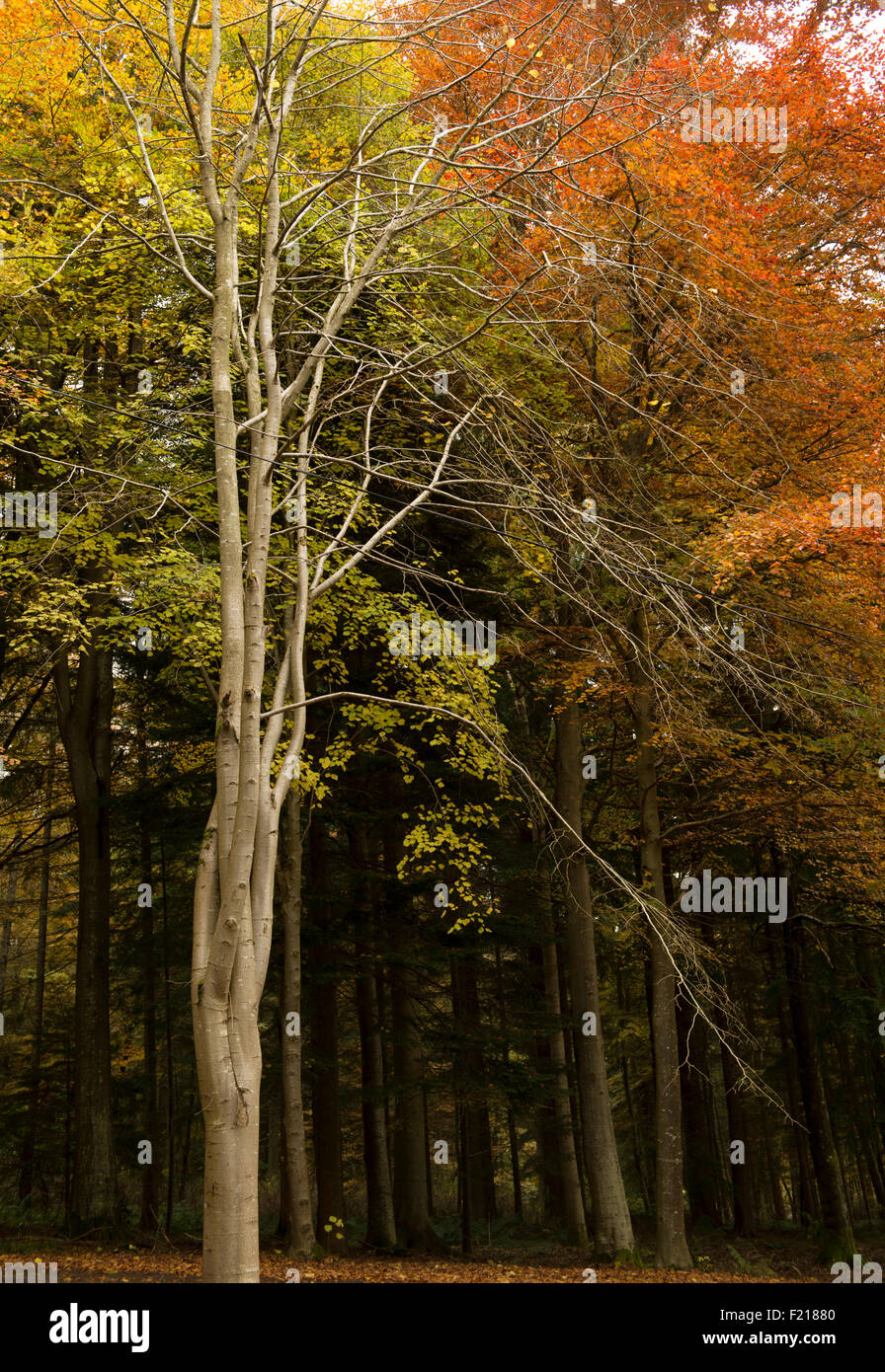 Copper birch tree hi-res stock photography and images - Alamy