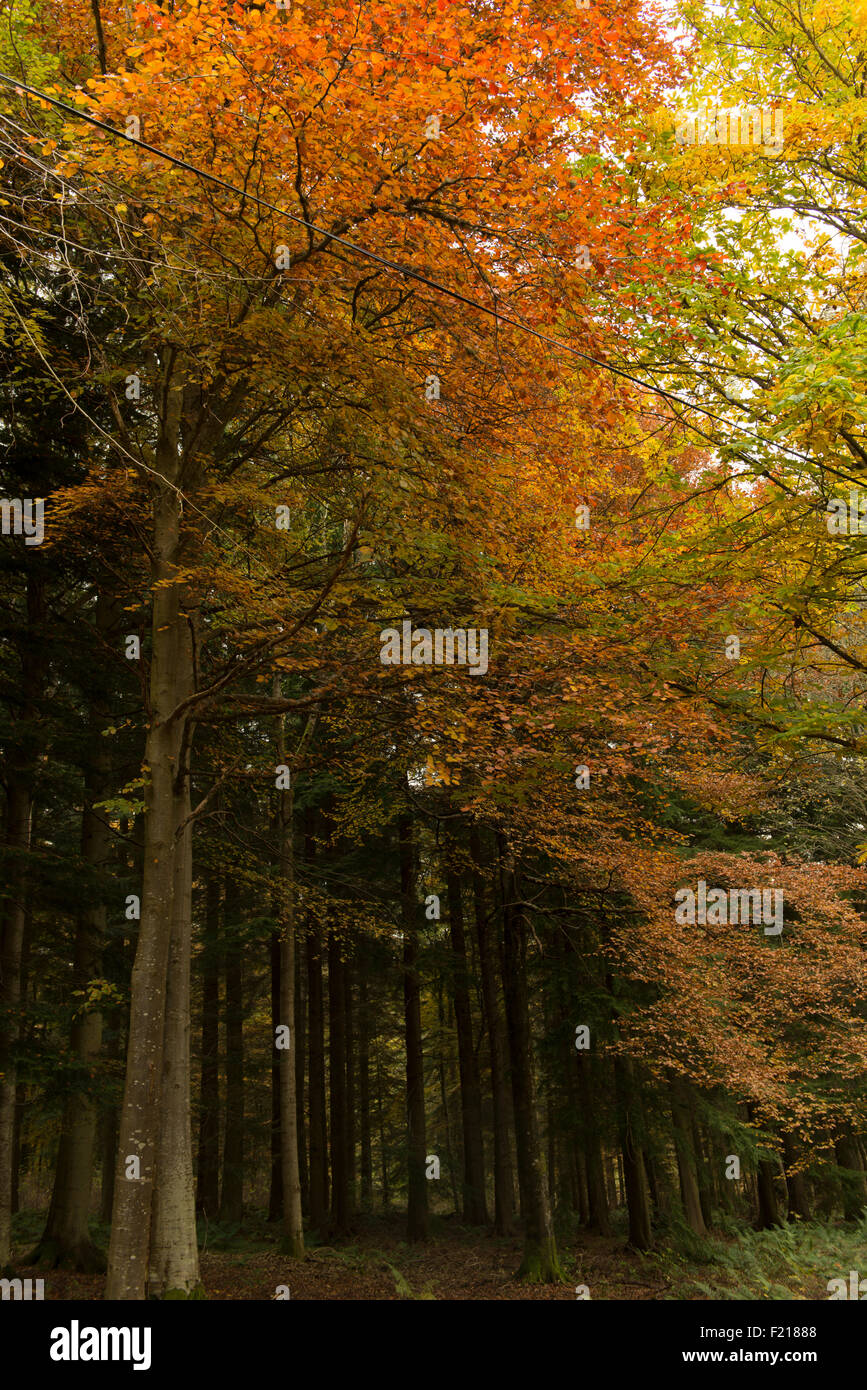 Autumn color trees near Selkirk,Borders,Scotland,UK Stock Photo - Alamy