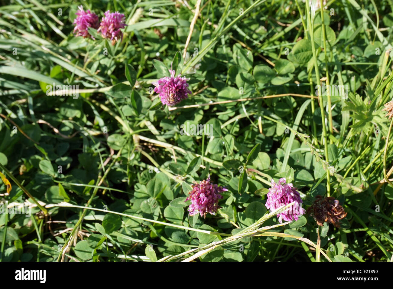 Wildflower field plant hi-res stock photography and images - Alamy