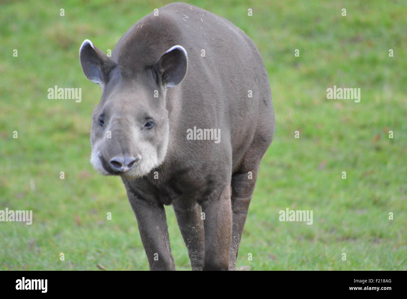 Tapir with a smile Stock Photo - Alamy