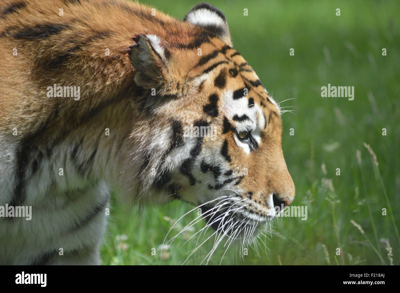 A tiger eating grass hi-res stock photography and images - Alamy