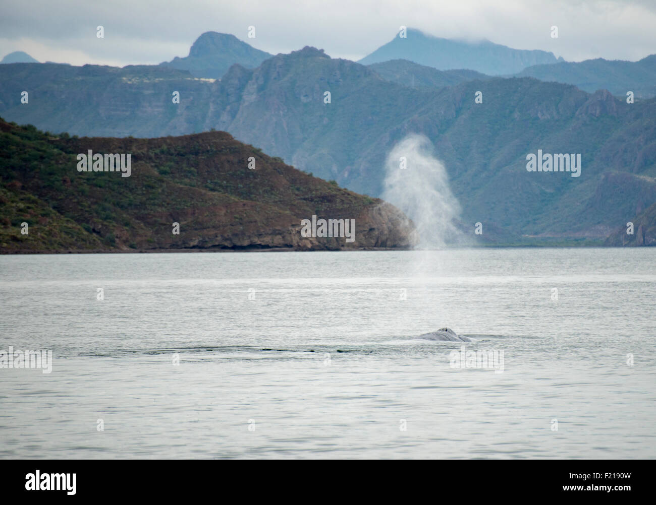 Whale spraying water hi-res stock photography and images - Alamy
