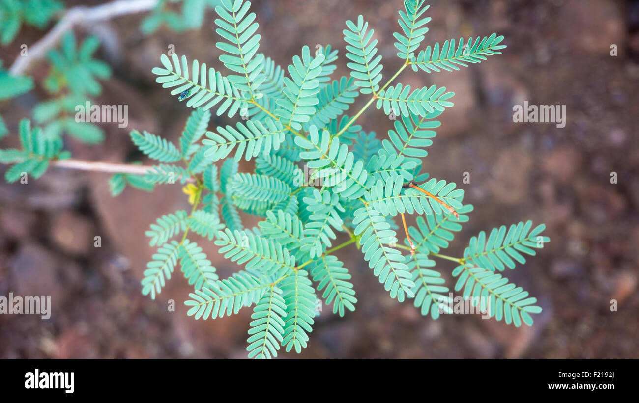 Loreto, Baja, Mexico. Detailed image of plant leaves Stock Photo - Alamy