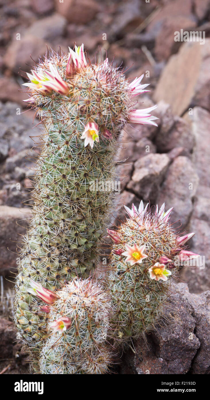 Mexico cactus hi-res stock photography and images - Alamy