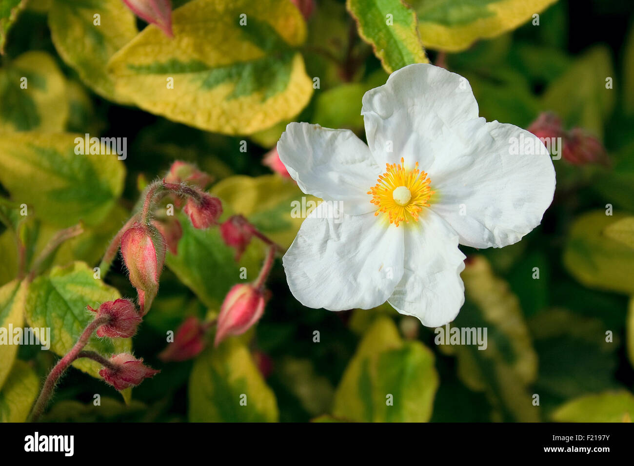 Crushed flowers hi-res stock photography and images - Alamy