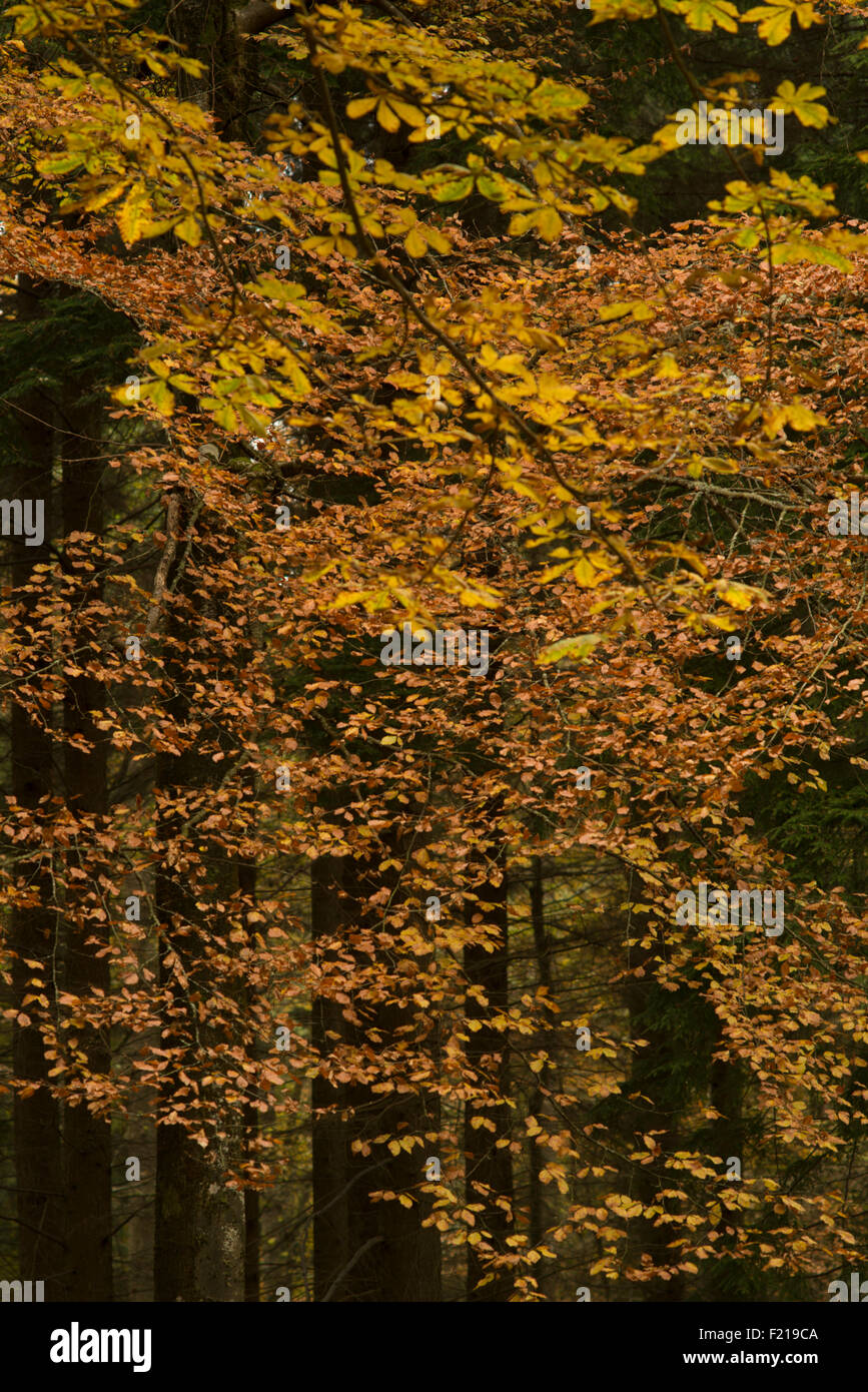 Autumn color trees near Selkirk,Borders,Scotland,UK Stock Photo - Alamy