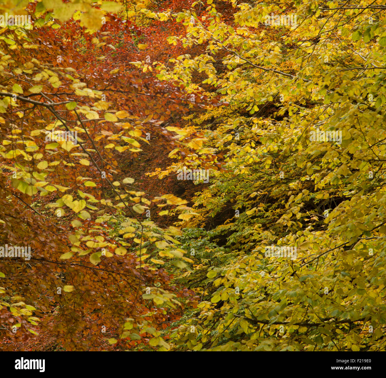 Autumn color foliage near Selkirk,Borders,Scotland,UK Stock Photo - Alamy