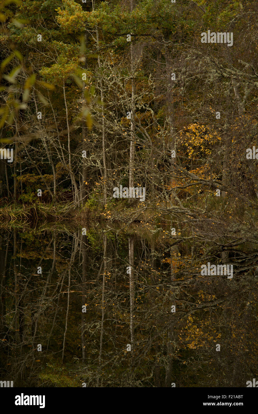 Autumn tree reflections, near Selkirk,Borders,Scotland,UK Stock Photo ...