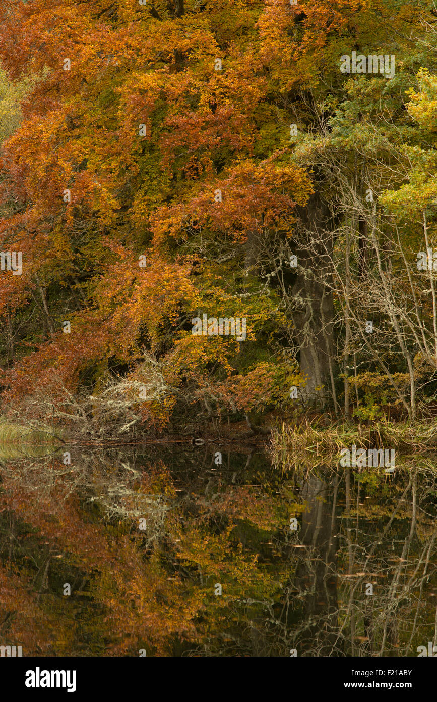 Autumn color trees near Selkirk,Borders,Scotland,UK Stock Photo - Alamy