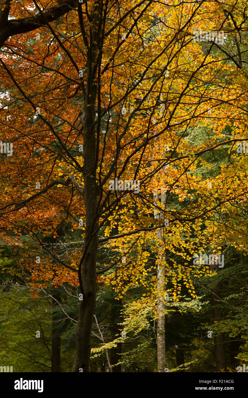 Autumn color trees near Selkirk,Borders,Scotland,UK Stock Photo - Alamy