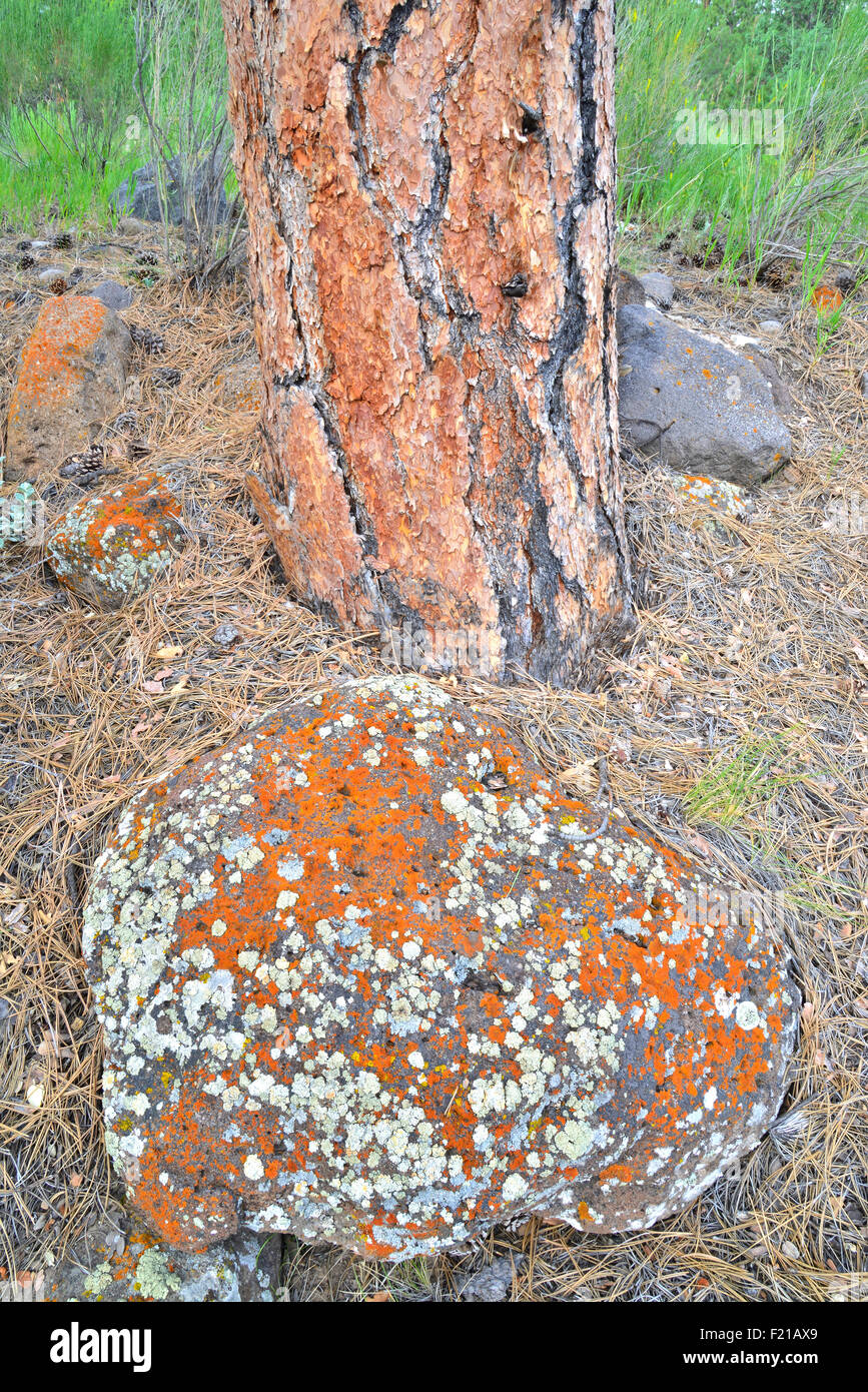 Scene along Scenic Highway 12 on Boulder Mountain between Boulder and ...