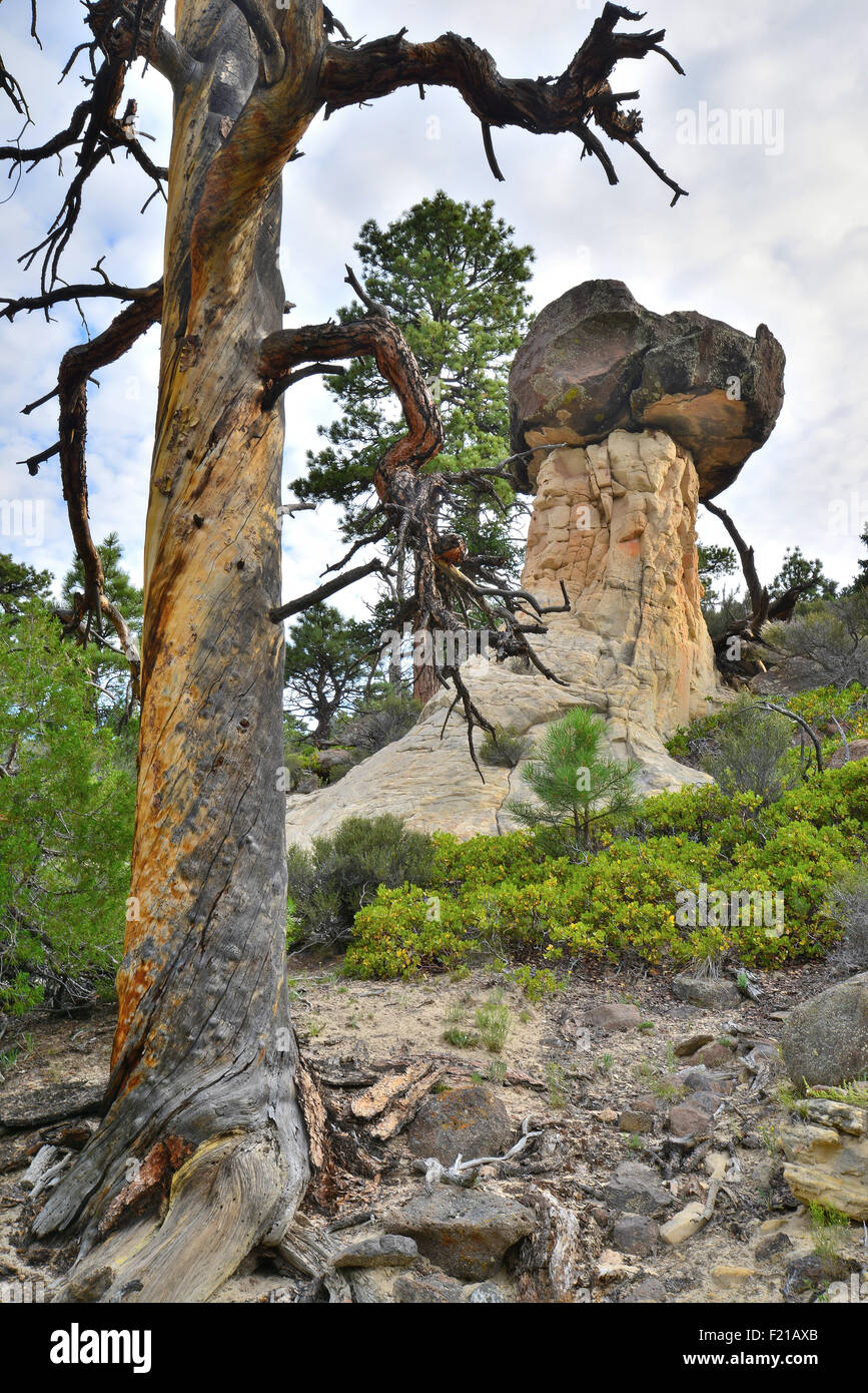 Scene along Scenic Highway 12 on Boulder Mountain between Boulder and ...