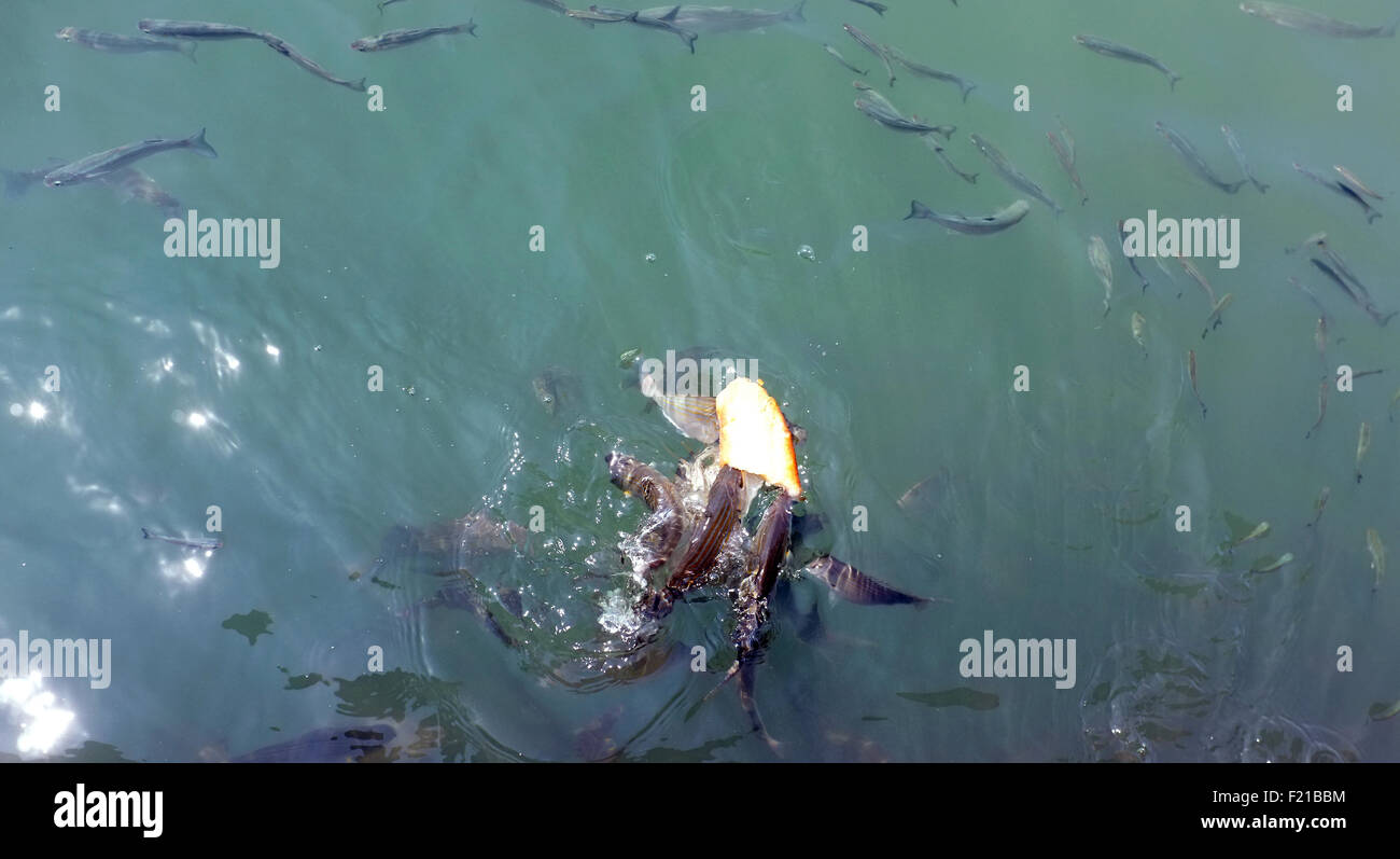 Herd of fish hi-res stock photography and images - Alamy