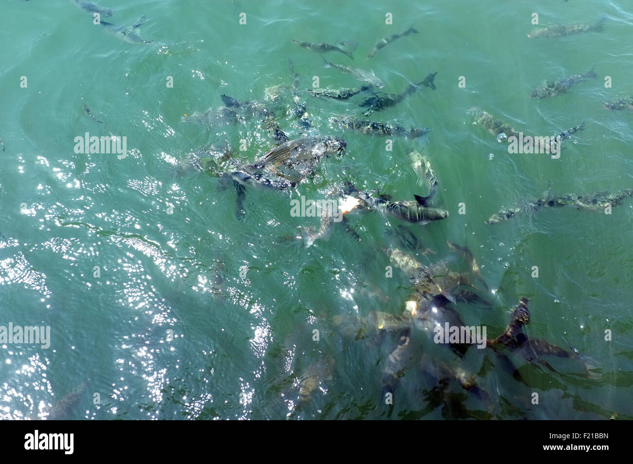 Herd of fish hi-res stock photography and images - Alamy