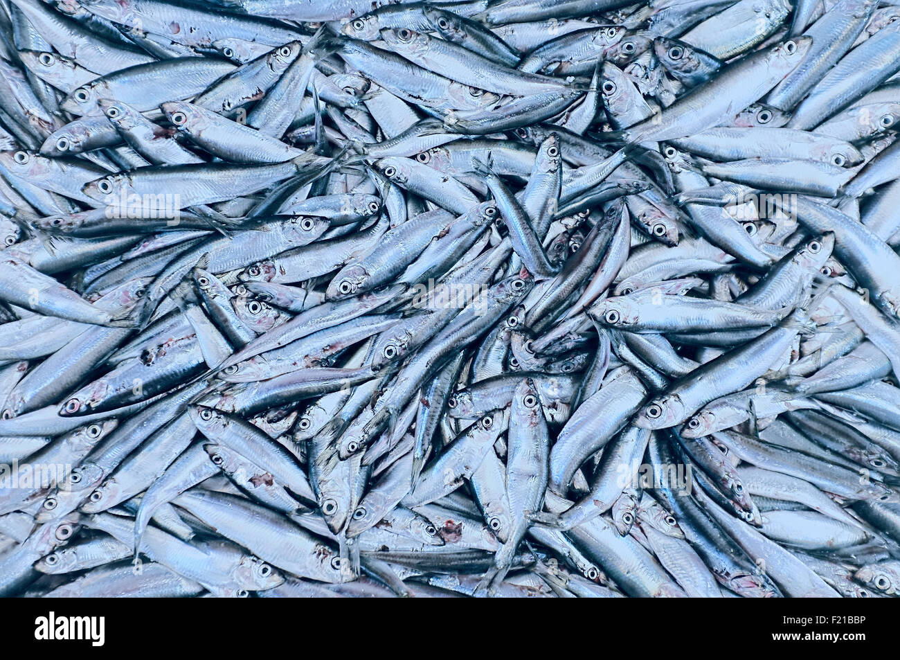 Group of dead fish Stock Photo - Alamy