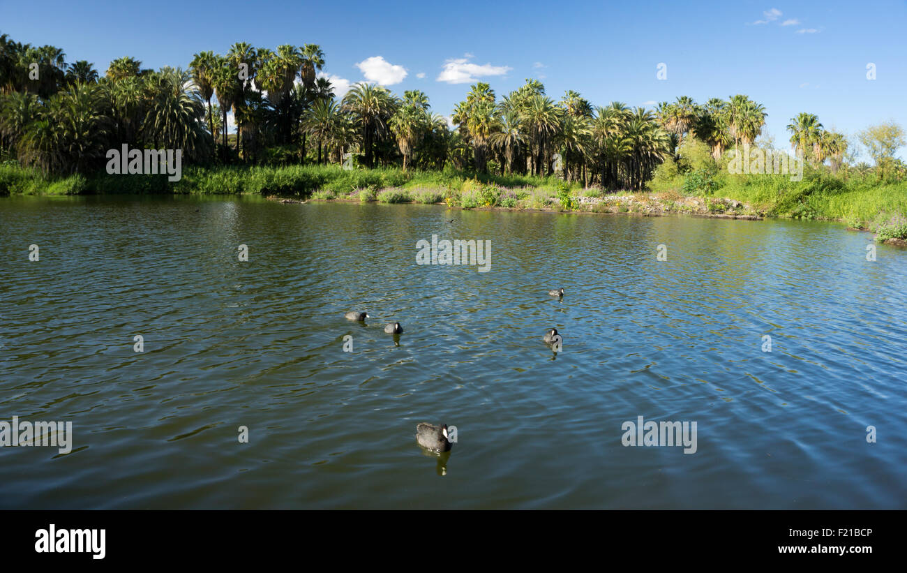 Birds of mexico hi-res stock photography and images - Alamy