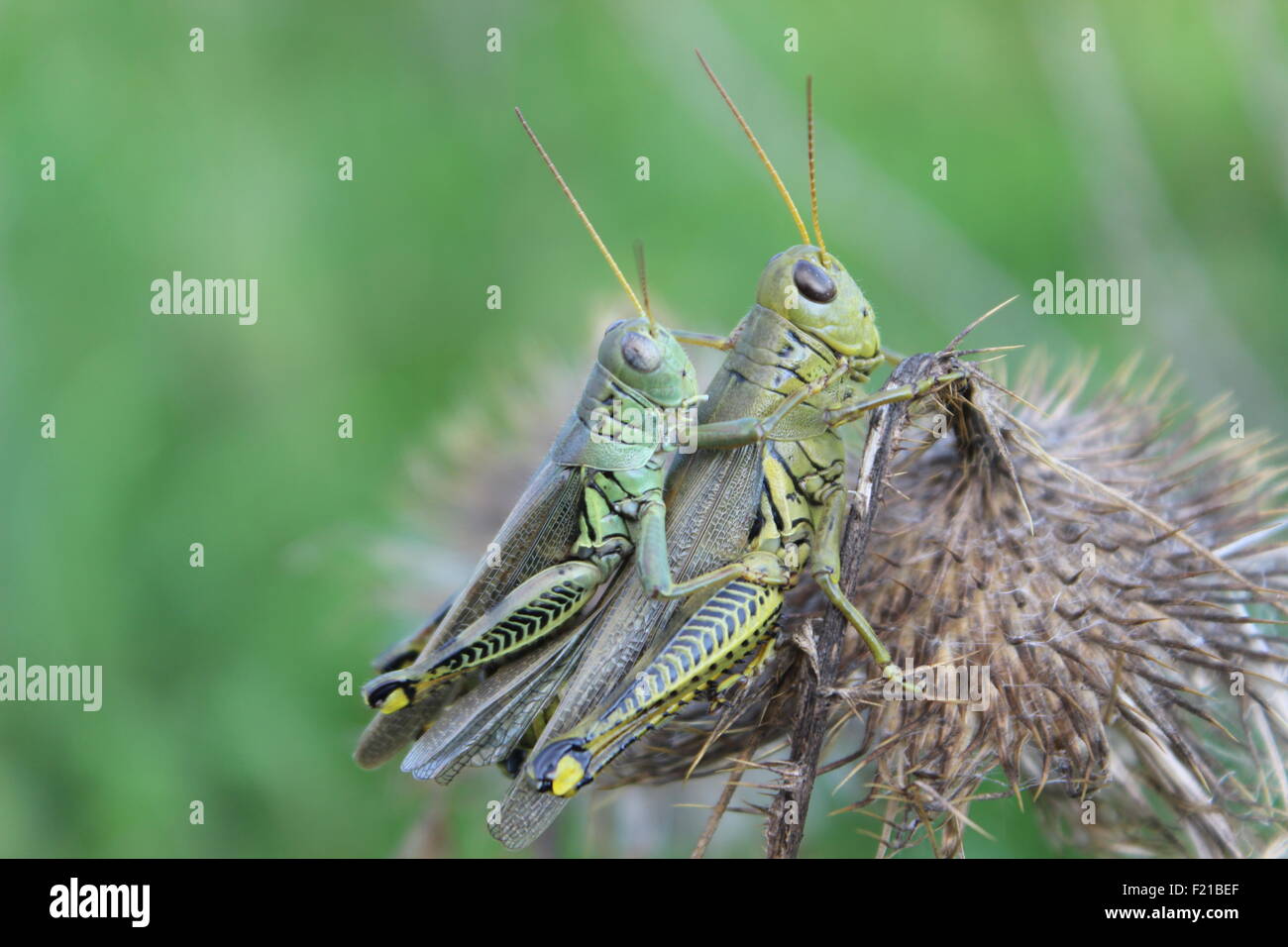 Mating of grasshoppers hi-res stock photography and images - Alamy