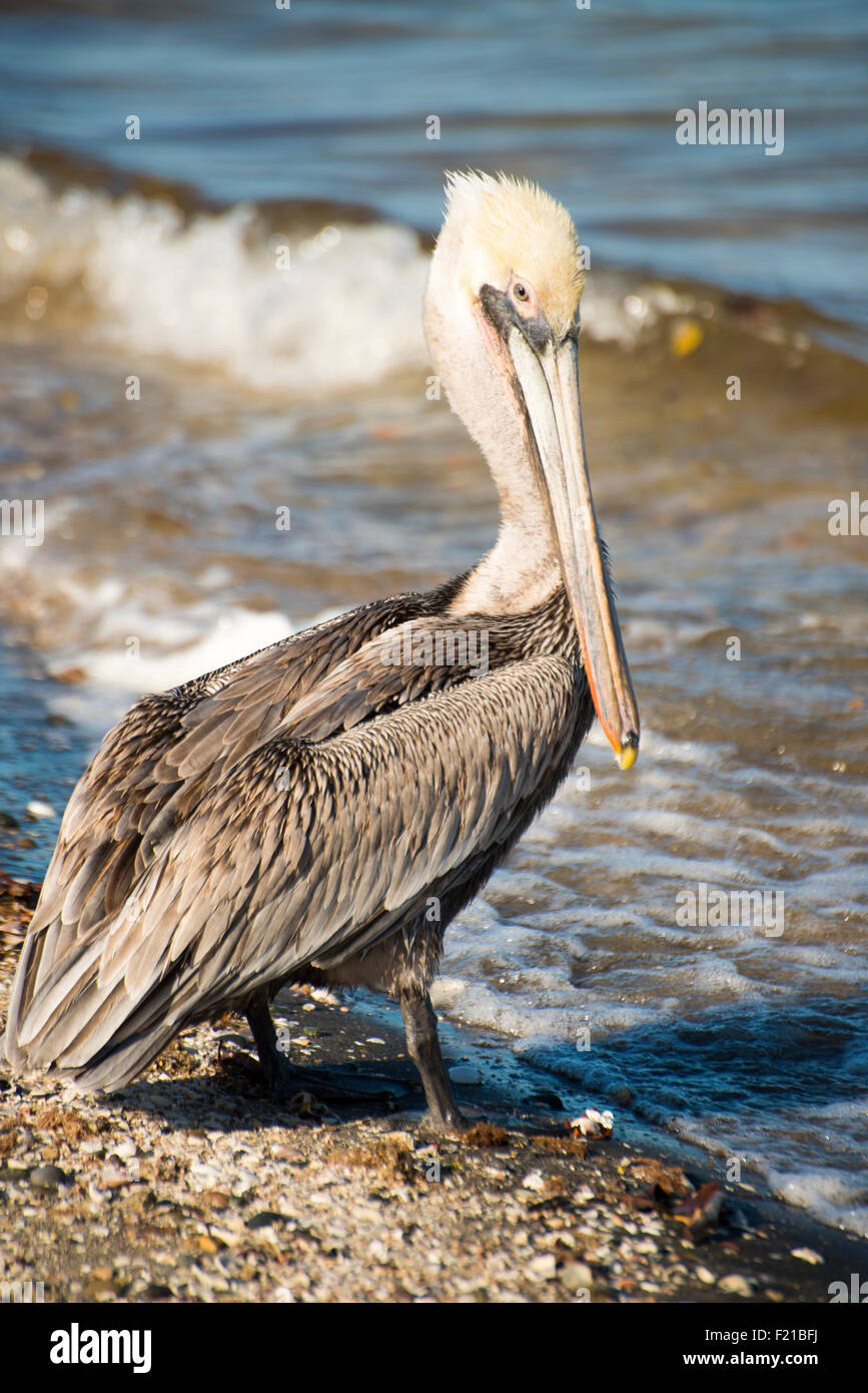 Pelican standing hi-res stock photography and images - Alamy