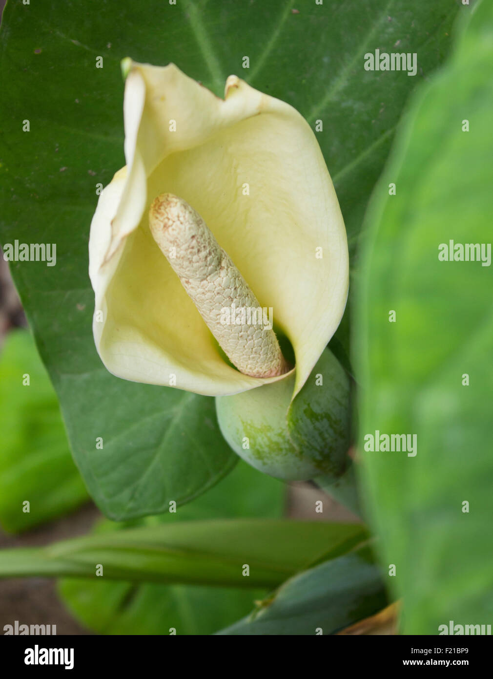 Elephant Ear flowering Stock Photo - Alamy