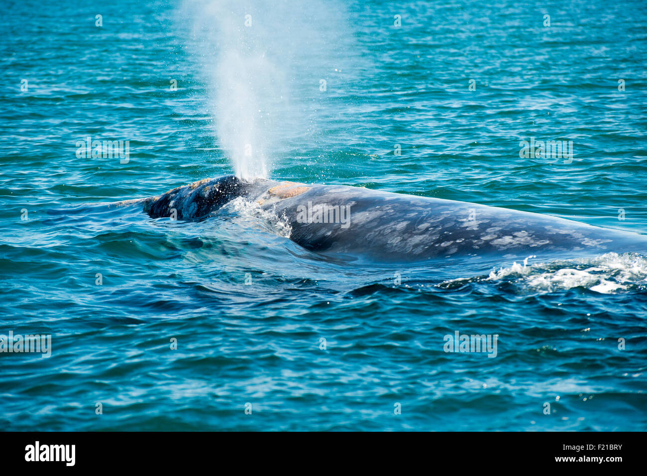 Whale spouting water hi-res stock photography and images - Alamy