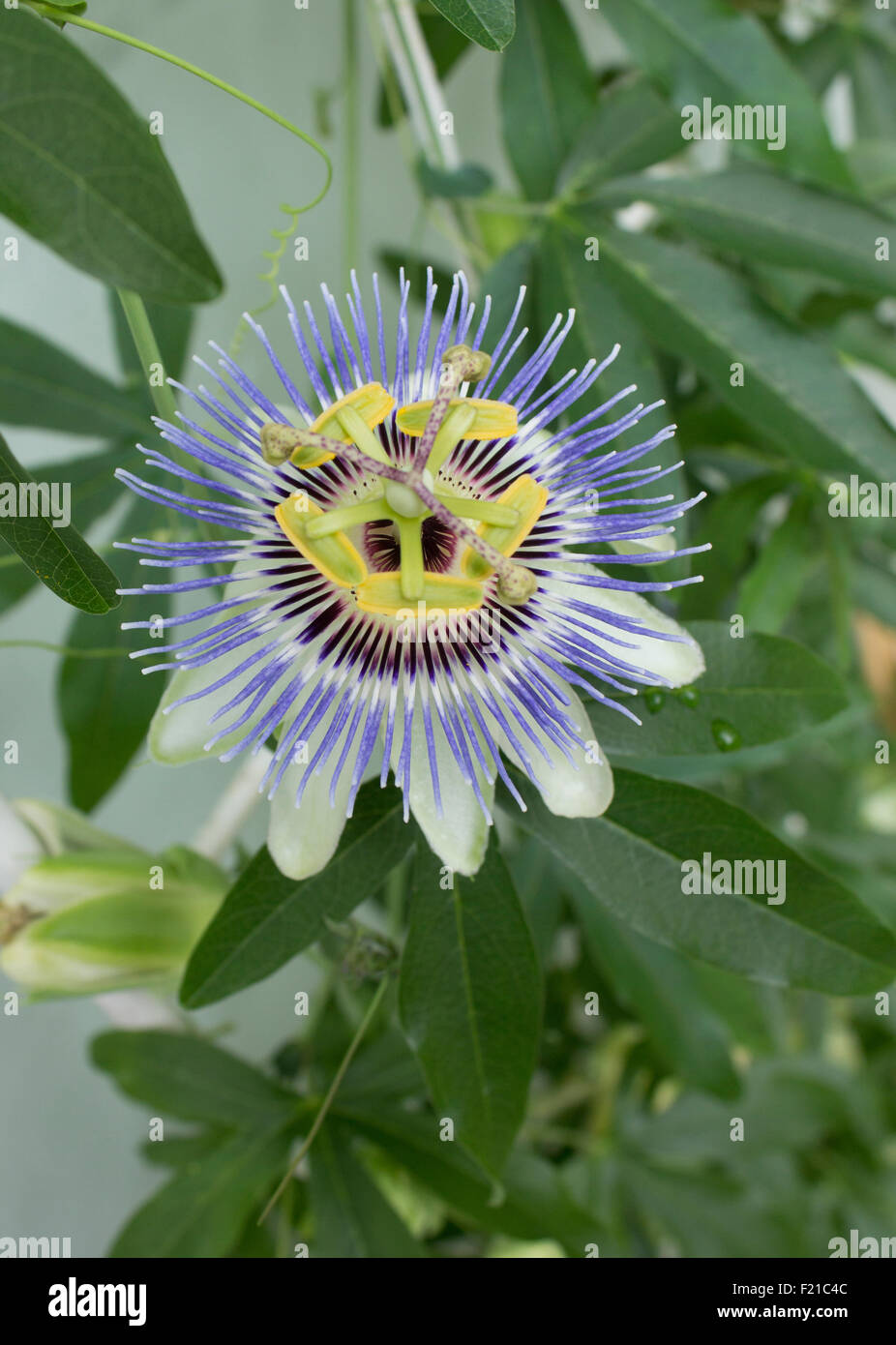 Passion flower bloom hi-res stock photography and images - Alamy