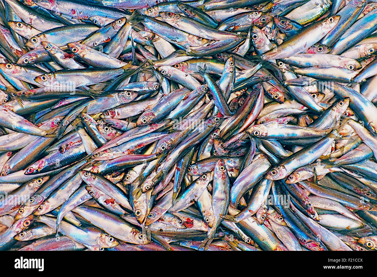 Group of dead fish Stock Photo - Alamy