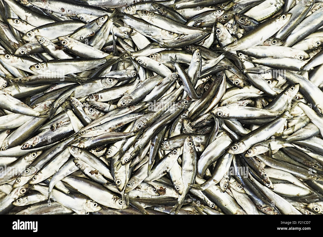 Group of dead fish Stock Photo - Alamy