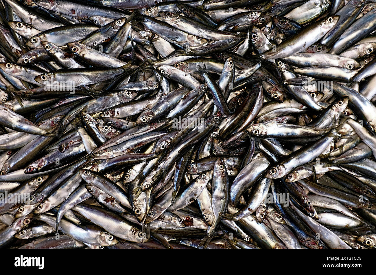 Group of dead fish Stock Photo - Alamy