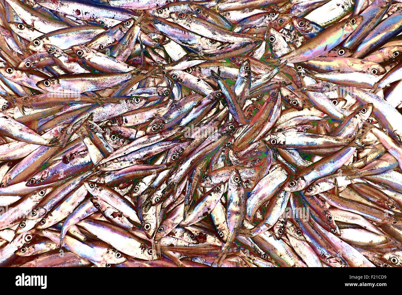 Group of dead fish Stock Photo - Alamy
