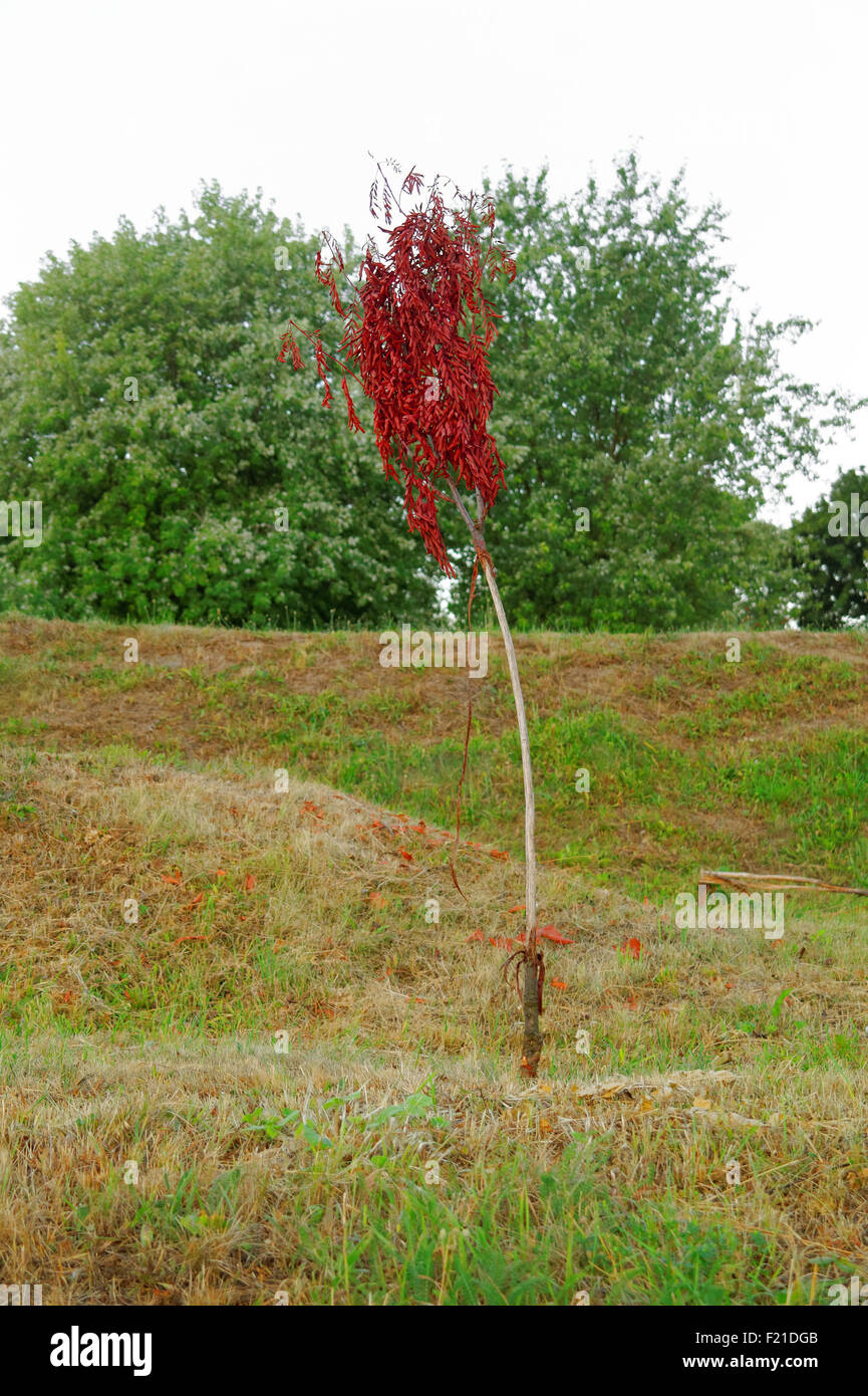 single small tree with red leafs on the wilderness Stock Photo - Alamy