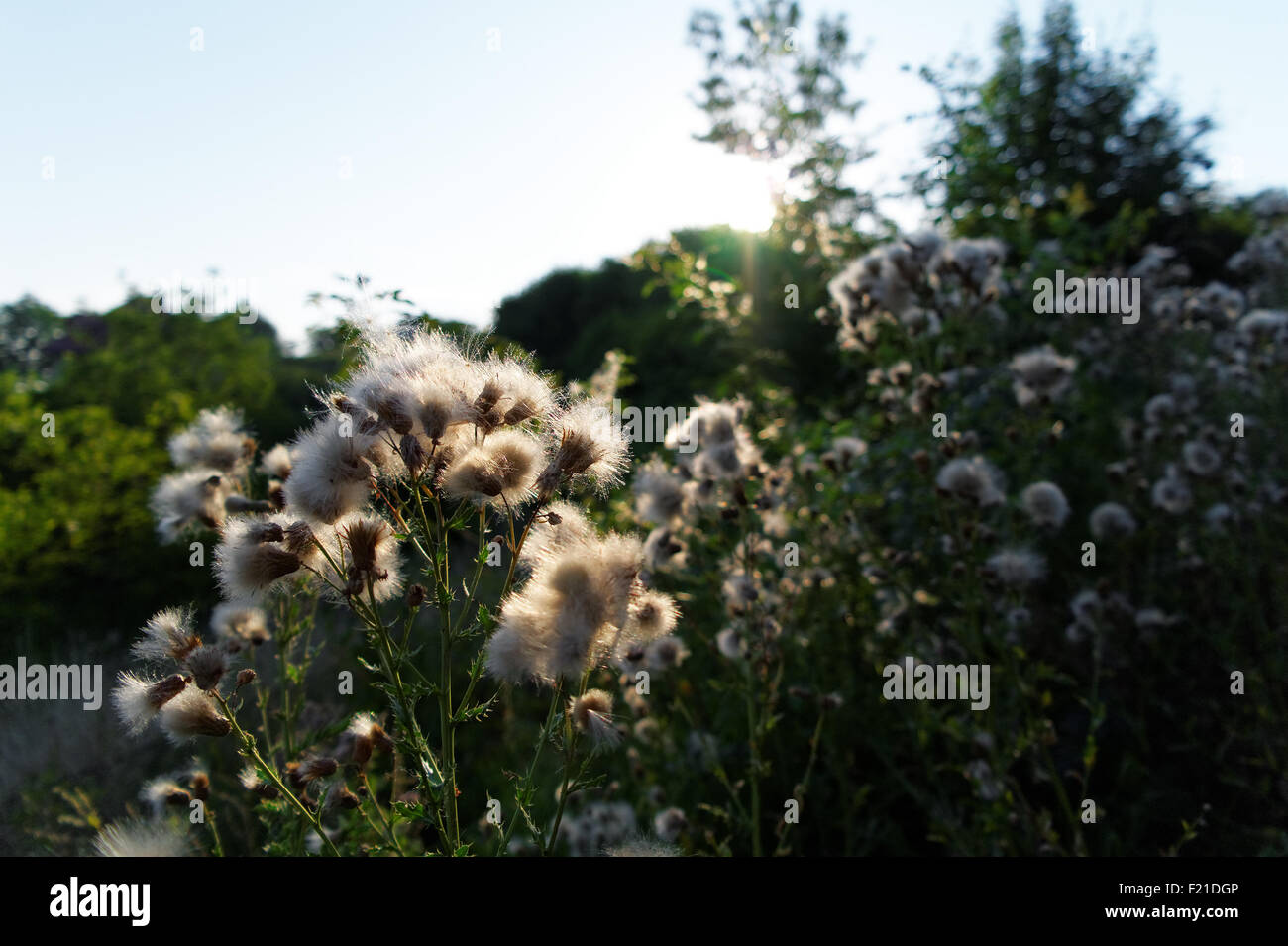 Weed with white fluff hi-res stock photography and images - Alamy