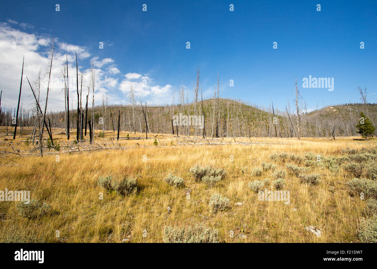 Landscape of regrowth of Yellowstone National Park forest fire Stock ...