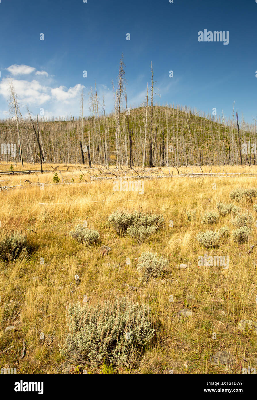 Landscape of regrowth of Yellowstone National Park forest fire Stock ...
