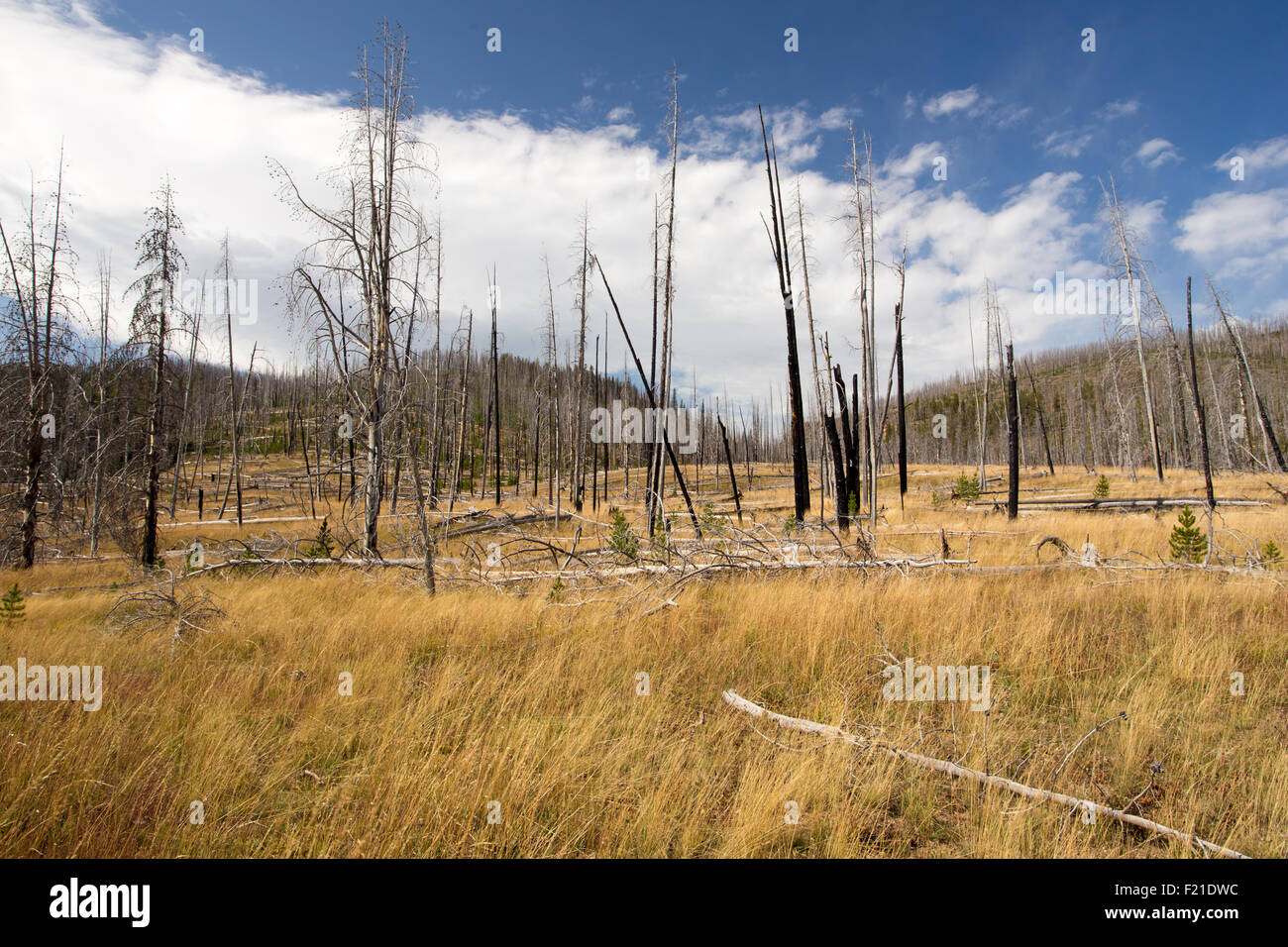 Landscape of regrowth of Yellowstone National Park forest fire Stock ...