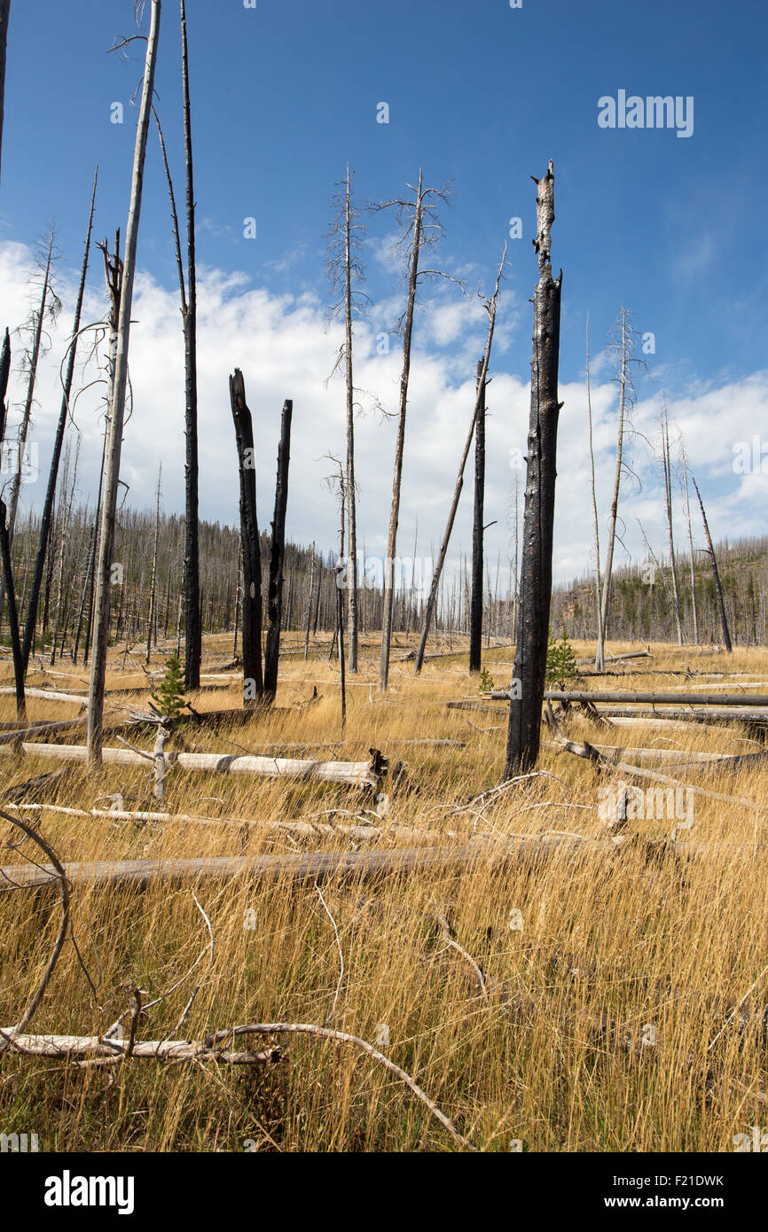 Forest burnt regrowth hi-res stock photography and images - Alamy
