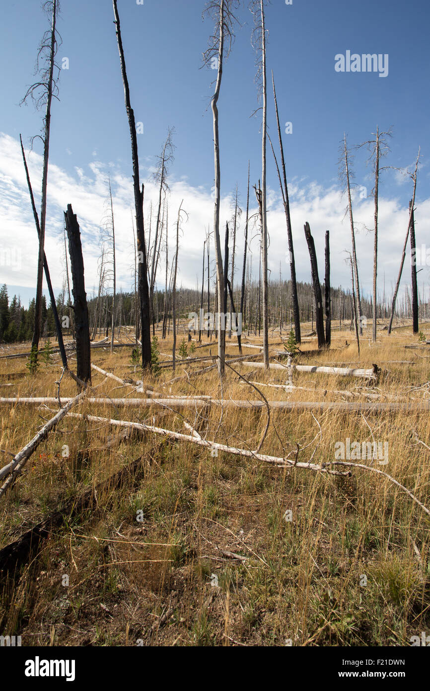 Yellowstone Fire Regrowth High Resolution Stock Photography and Images ...