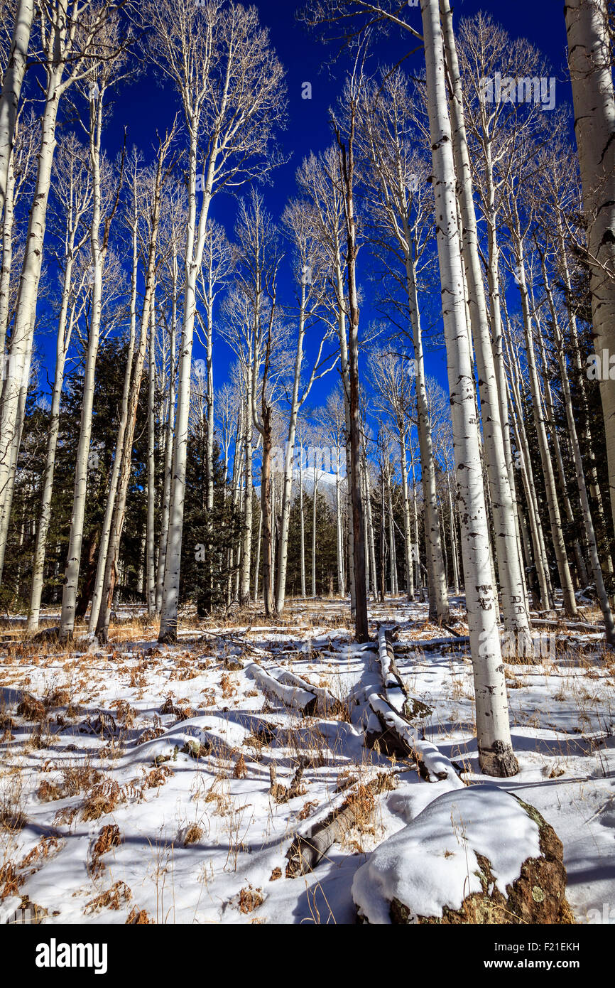 San Francisco Peaks seen behind aspen trees near Flagstaff, Arizona ...