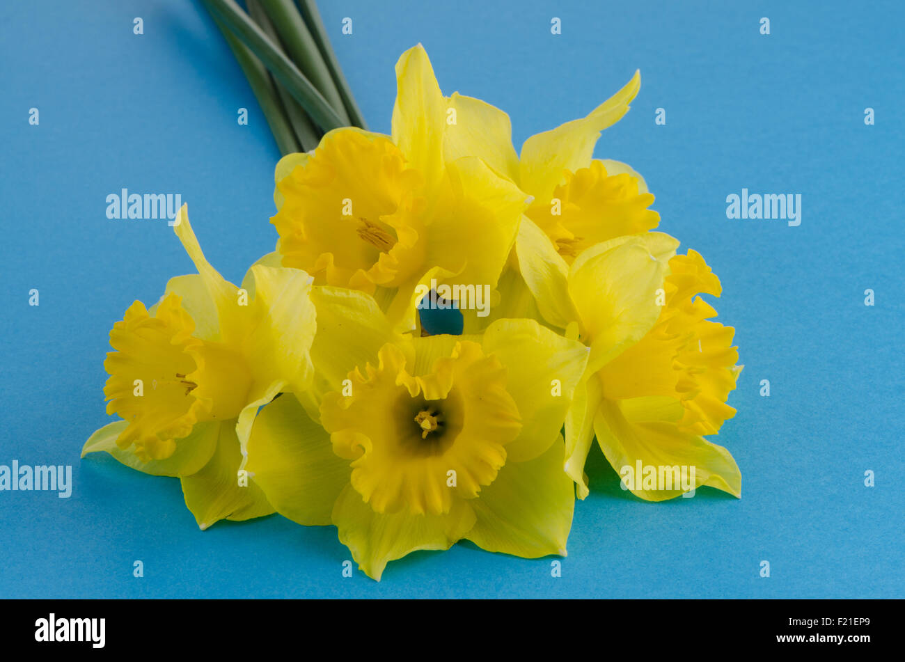 Yellow jonquil flowers on blue background Stock Photo - Alamy