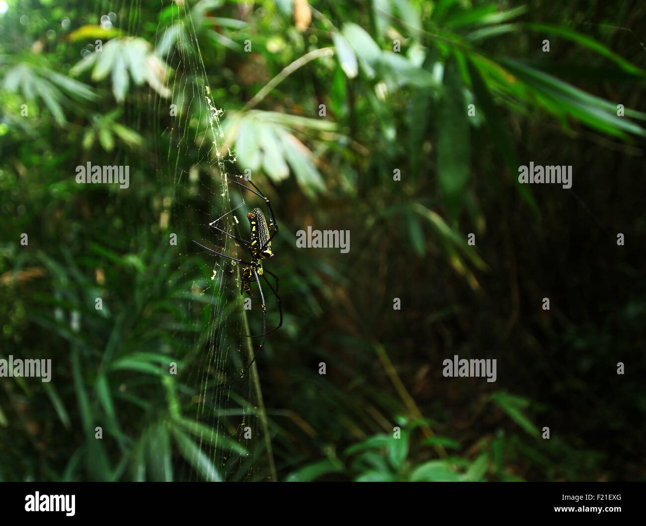 The Northern Golden Orb Weaver or Giant Golden Orb Weaver (Nephila ...