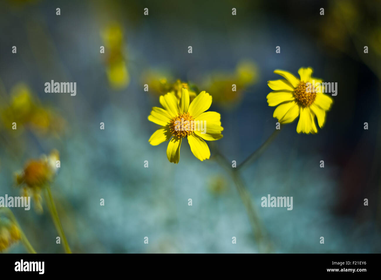 Yellow Desert Flowers Stock Photo - Alamy