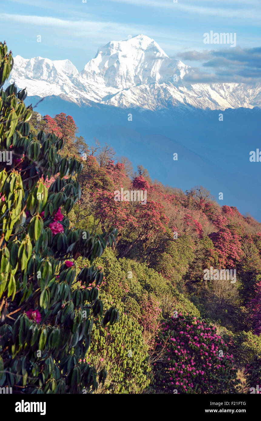 Hiunchuli hi-res stock photography and images - Alamy