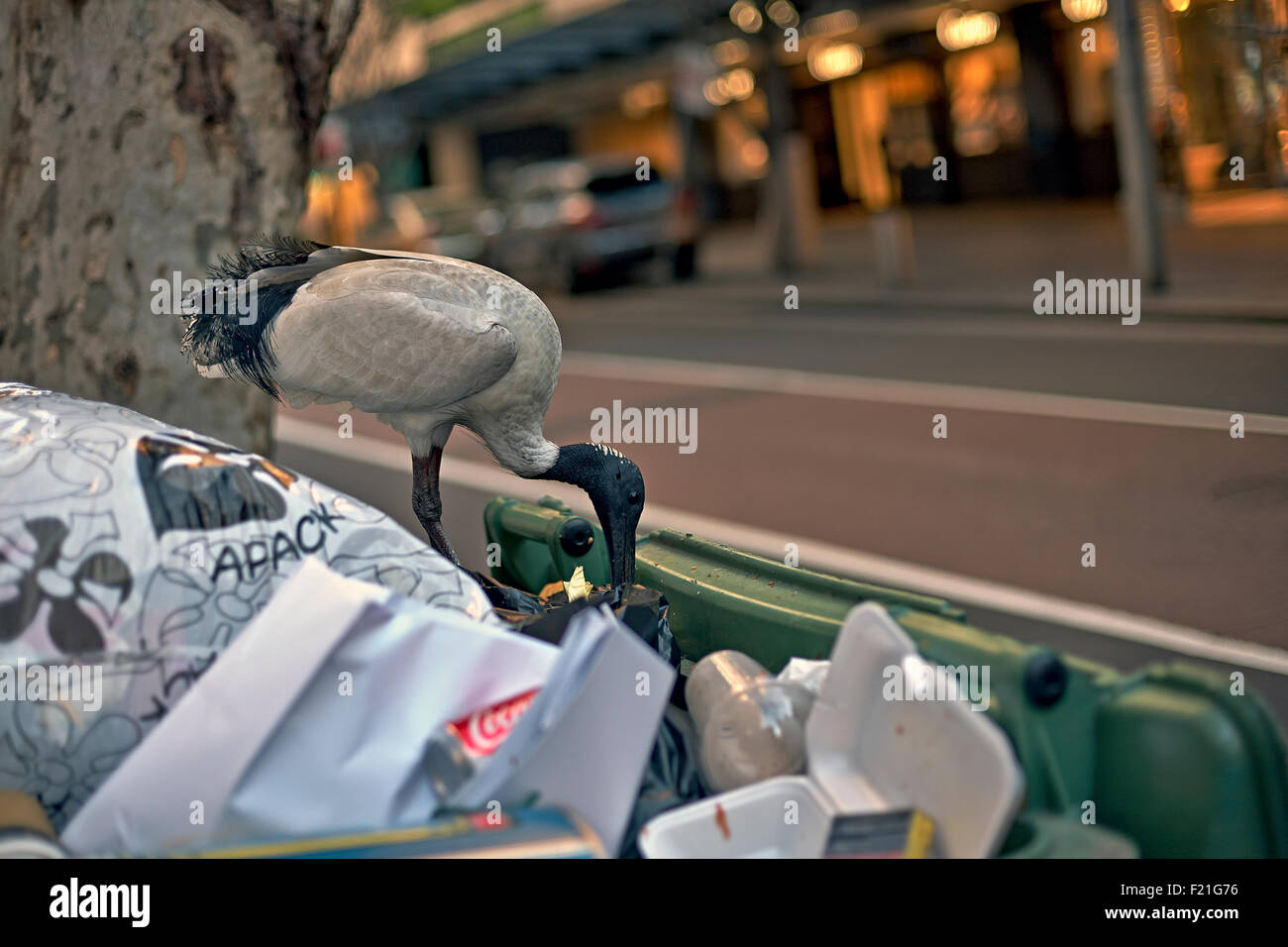 Australian White Ibis foraging on garbage bin for scraps in the inner ...